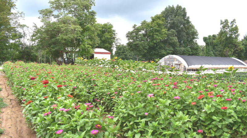 Hunters Greenhouse - Limestone Country