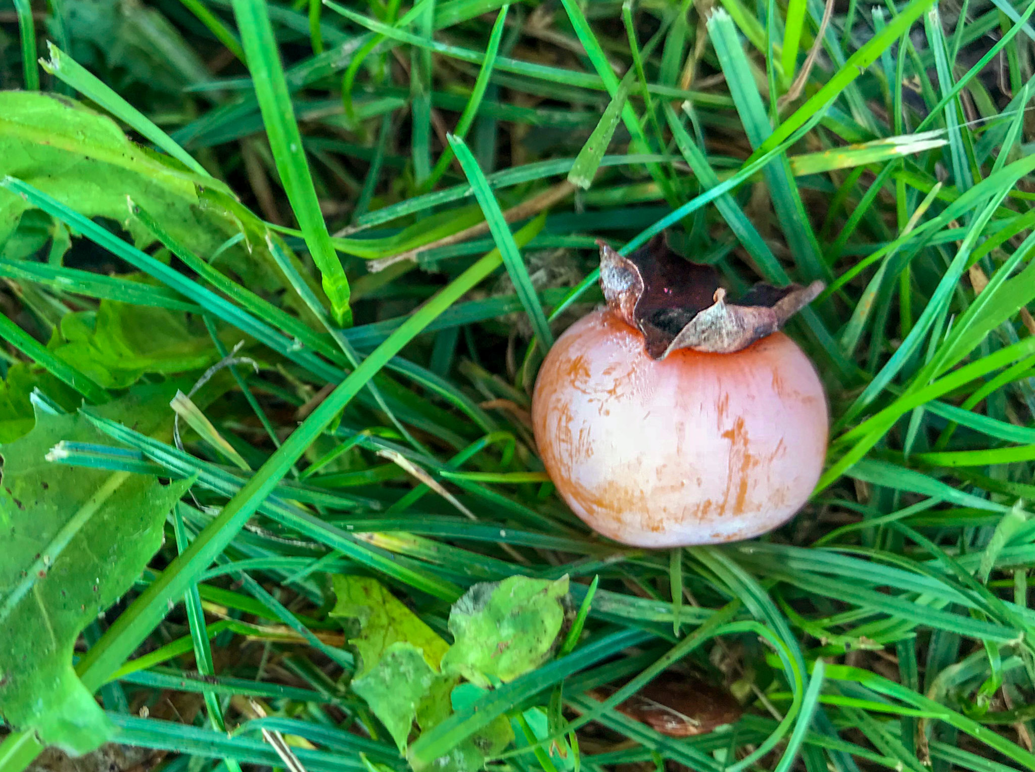 It’s a Persimmon Thing – The Persimmon Festival, Sept. 21 - 28, 2024 ...